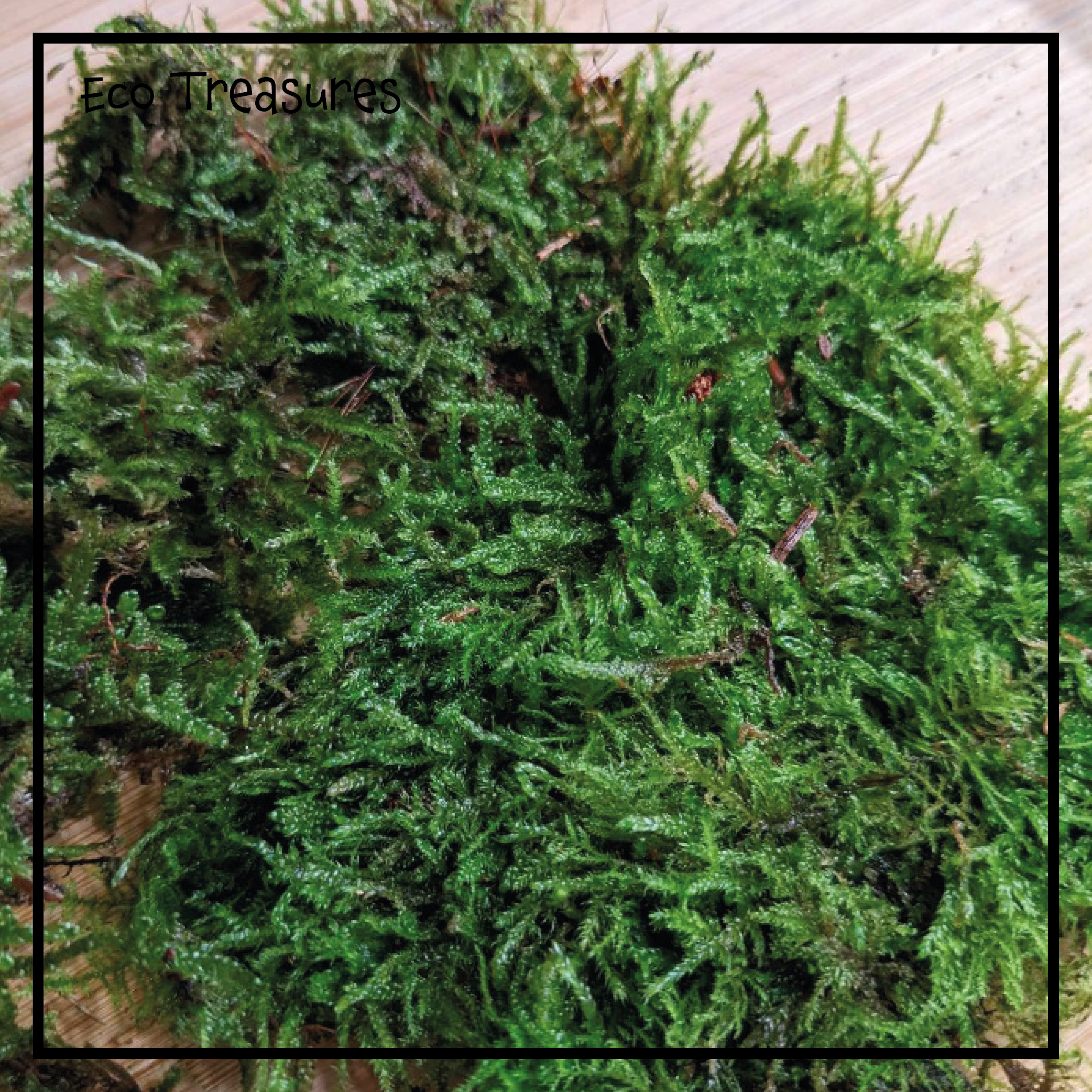 Encapsulate the beauty of nature – EcoTreasures